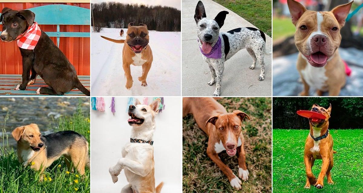Petfinder Members